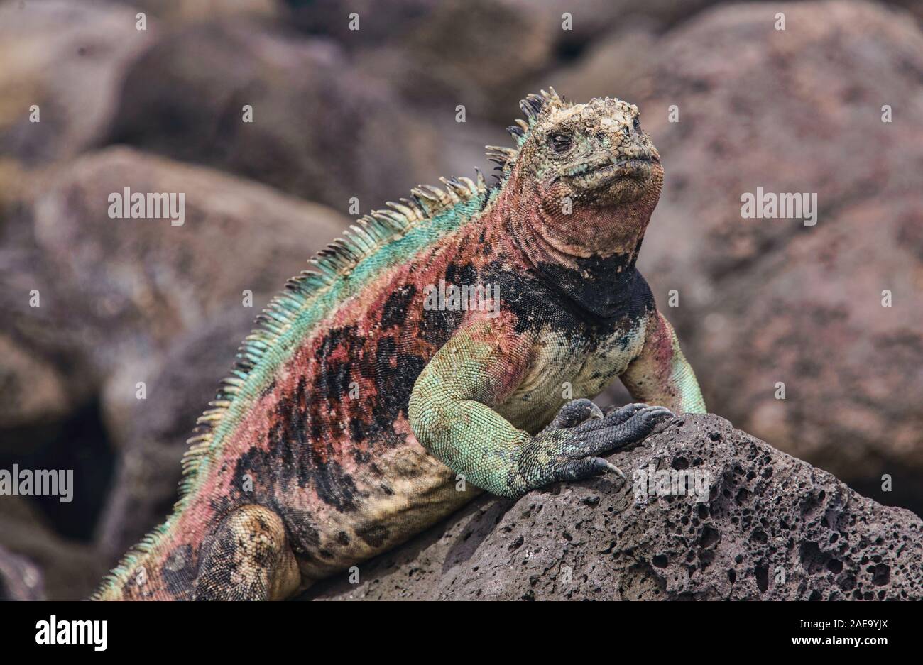 Rainbow Iguana
