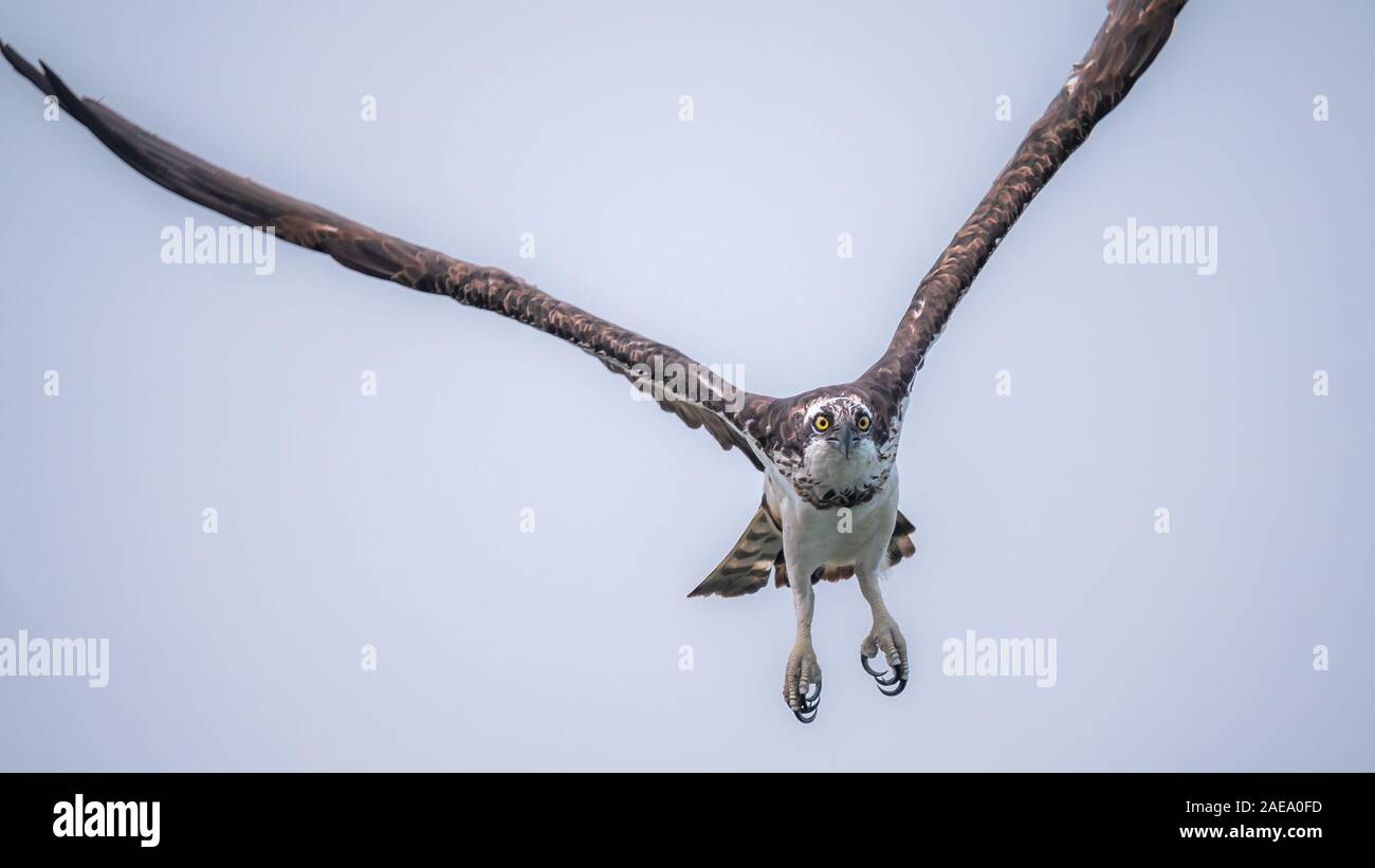 Osprey taking off directly at the camera with wings wide spread Stock ...