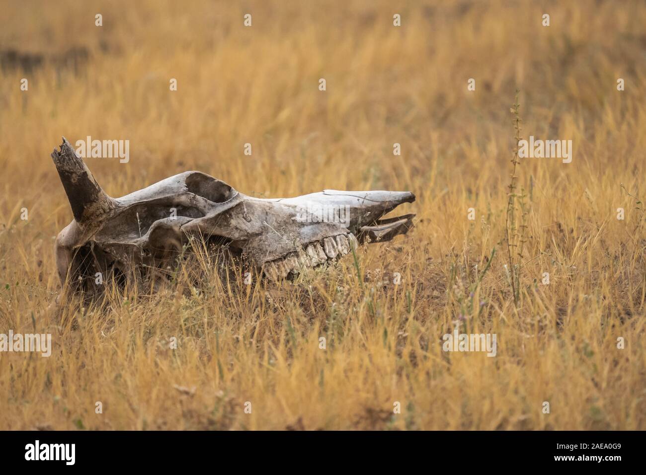India drought carcass hi-res stock photography and images - Alamy