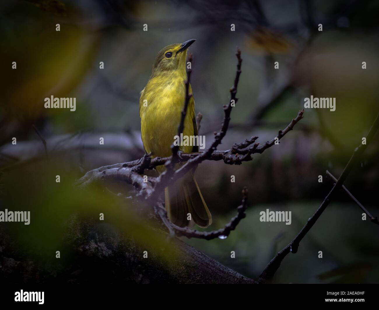 A yellow browed Bulbul bird from the Sahyadri mountain range of India ...