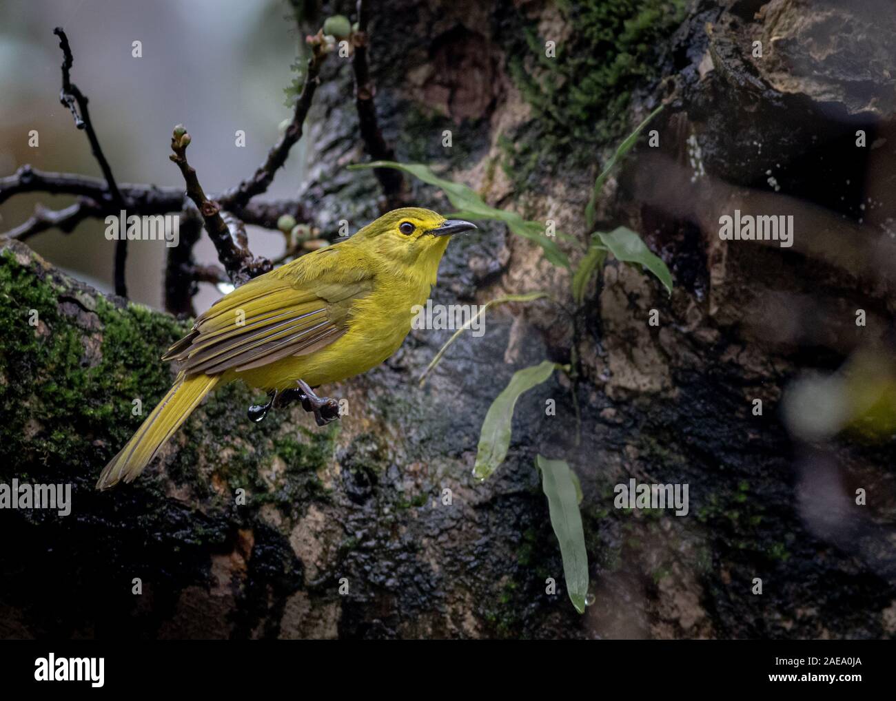 A yellow browed Bulbul bird from the Sahyadri mountain range of India ...