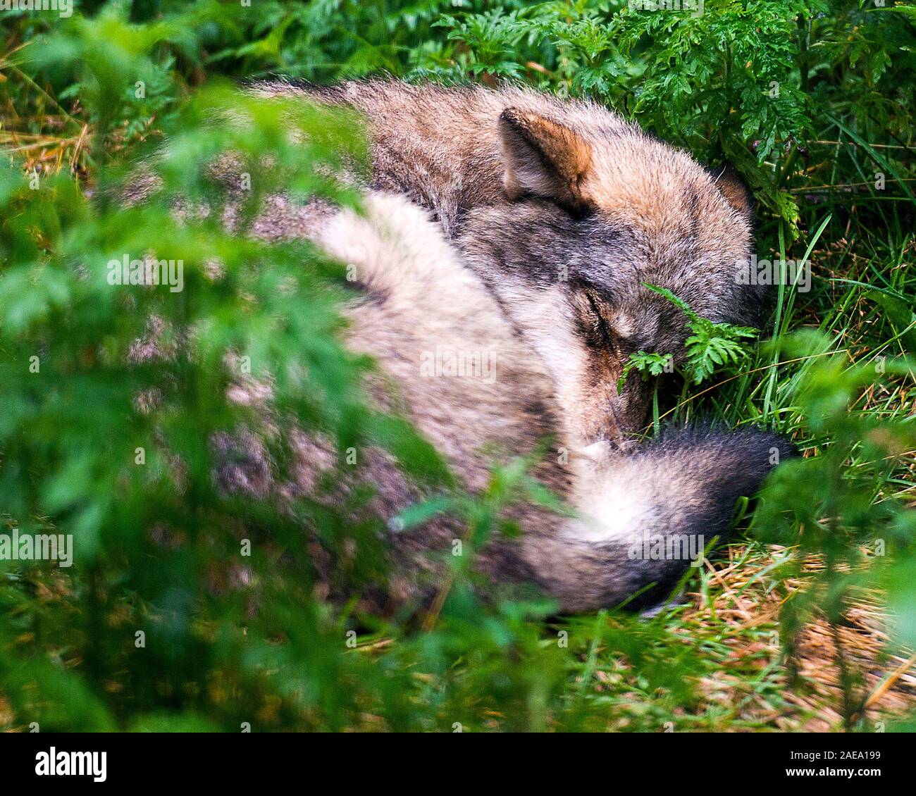 Sleeping wolf hi-res stock photography and images - Alamy