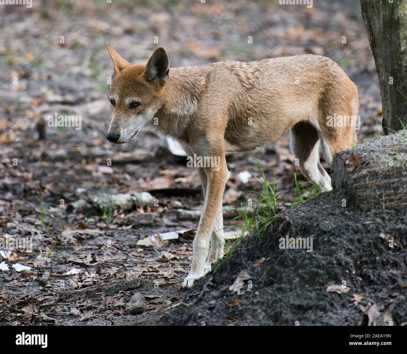 Wolf animal close-up profile view walking displaying its fur coat, head ...