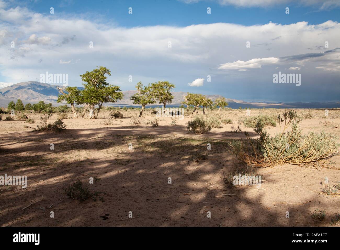 Autumn trees on the mongolian steppe hi-res stock photography and ...