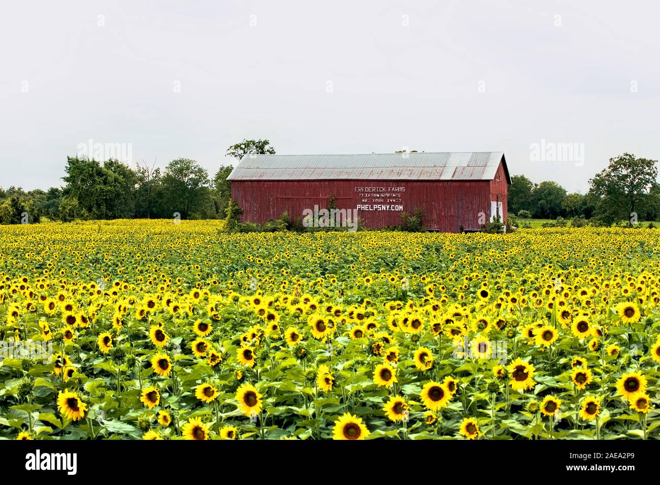 Sunflower farm bright happy yellow field barn New York. Farm growing ...