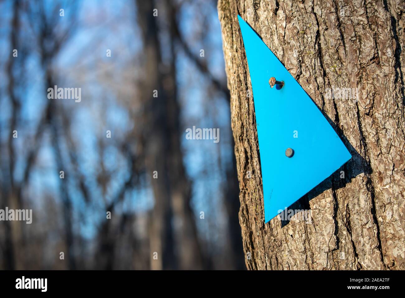 A plastic blue triangle serves as an arrow trail marker as it is nailed ...