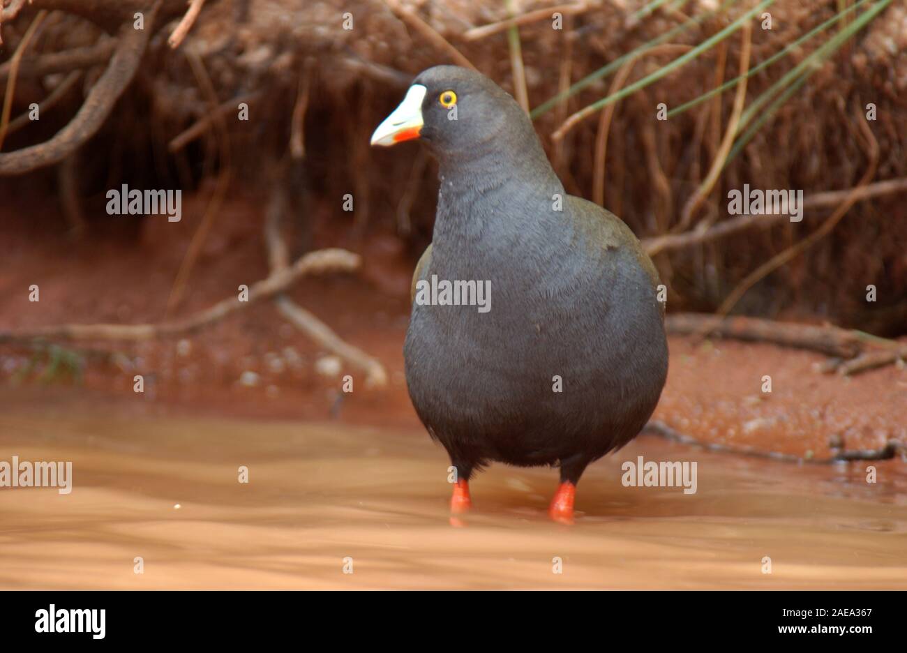 Black tailed nativehen hi-res stock photography and images - Alamy