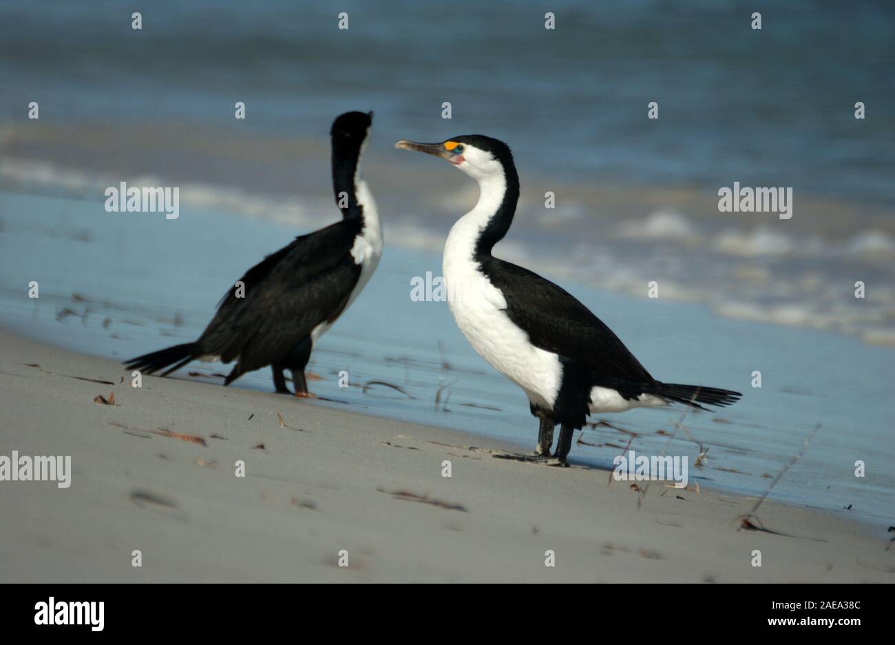 An australian little pied cormorant hi-res stock photography and images ...