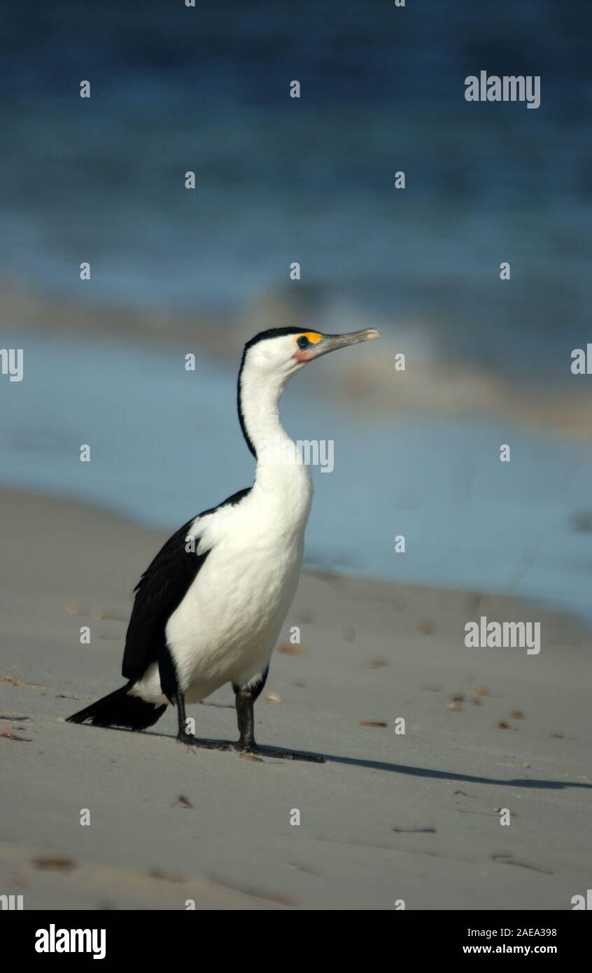 Australian shag hi-res stock photography and images - Alamy