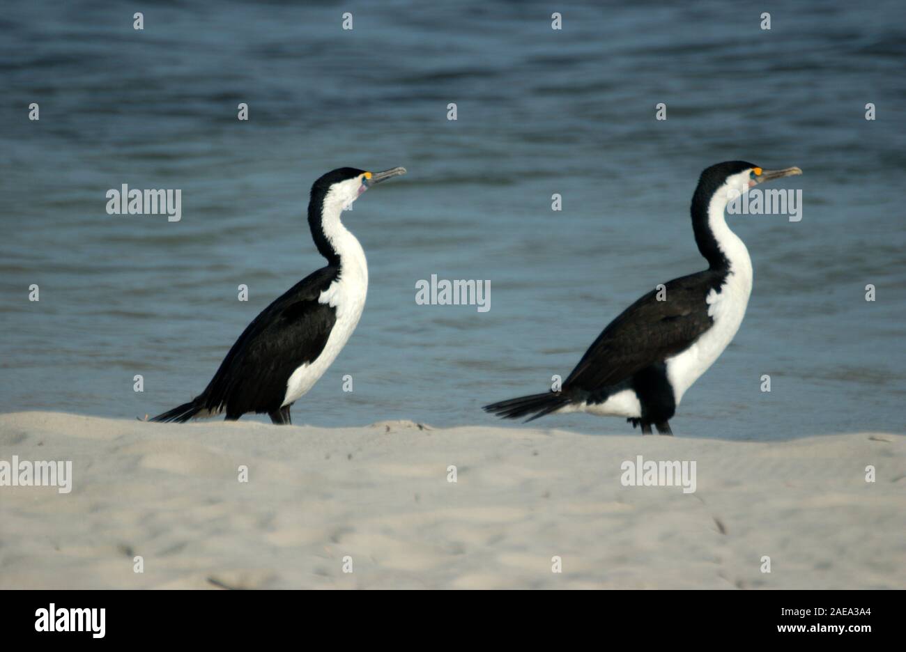 Australian pied shag hi-res stock photography and images - Alamy