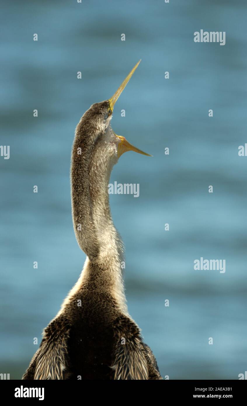 Australian bird australia birds hi-res stock photography and images - Alamy