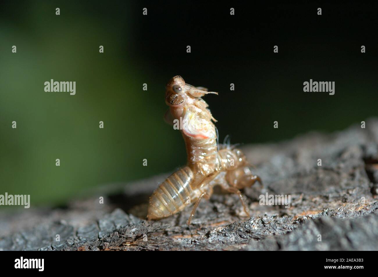 Larva shell hi-res stock photography and images - Alamy