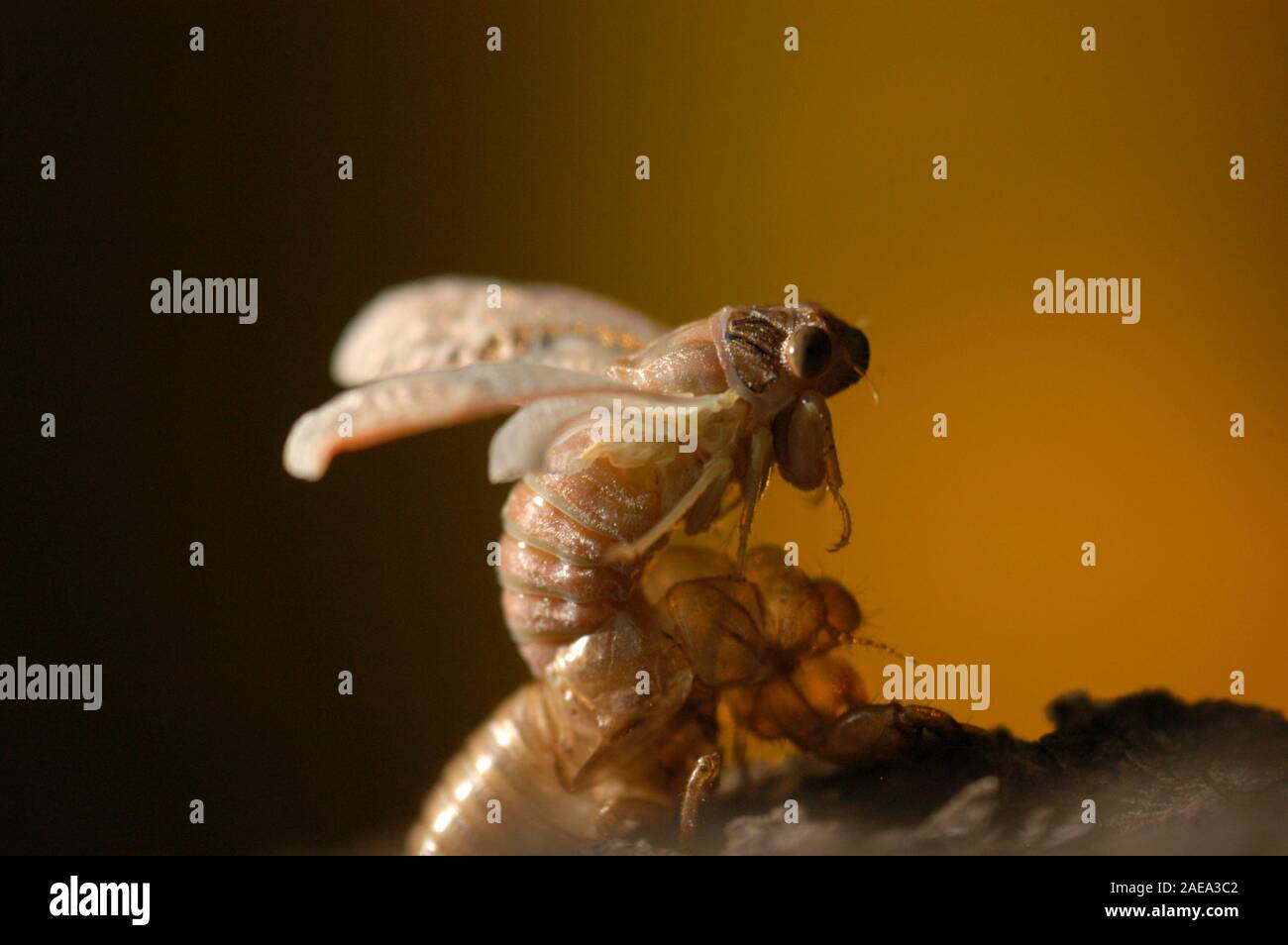 A cicada breaks through its larva shell to emerge as a fully-grown ...