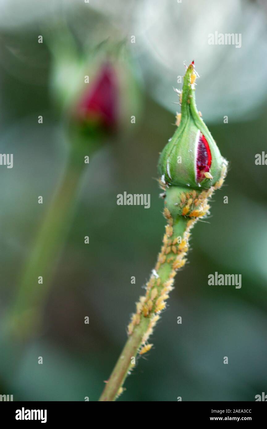 Close-up of aphids on an unopened flower Stock Photo - Alamy