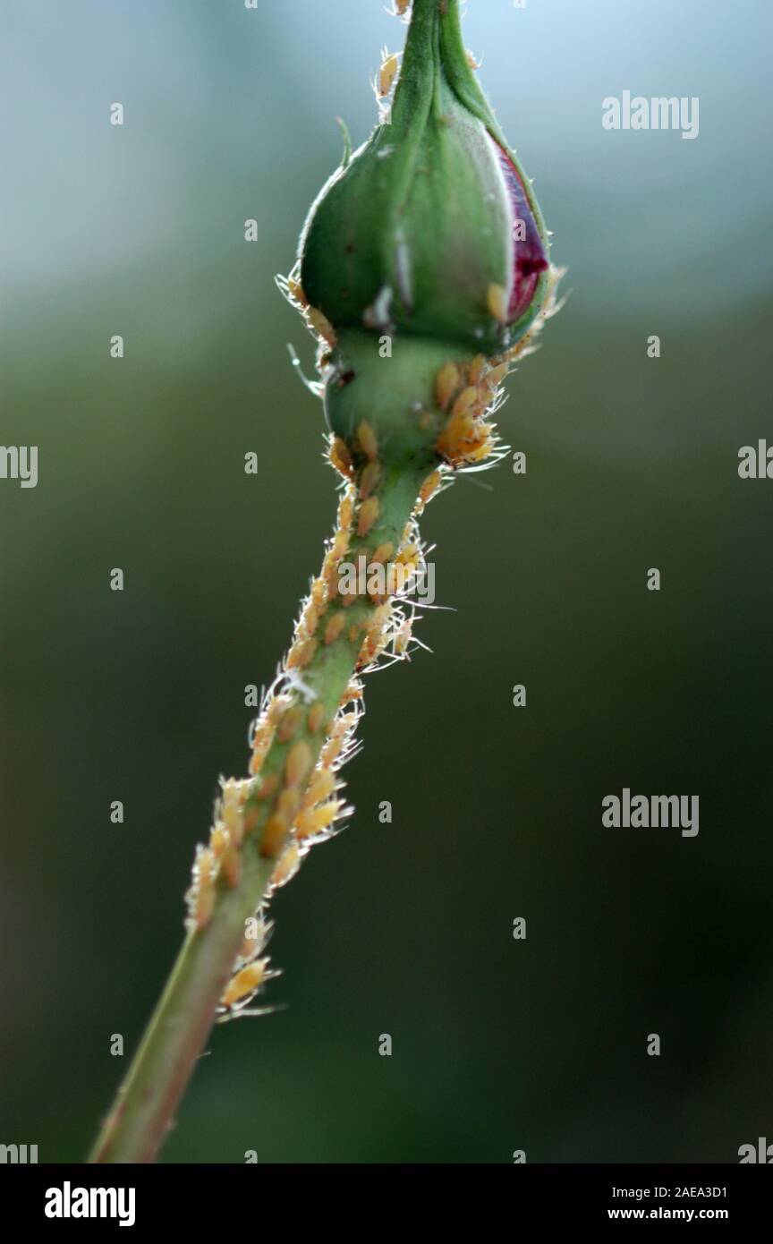 Close-up of aphids on an unopened flower Stock Photo - Alamy