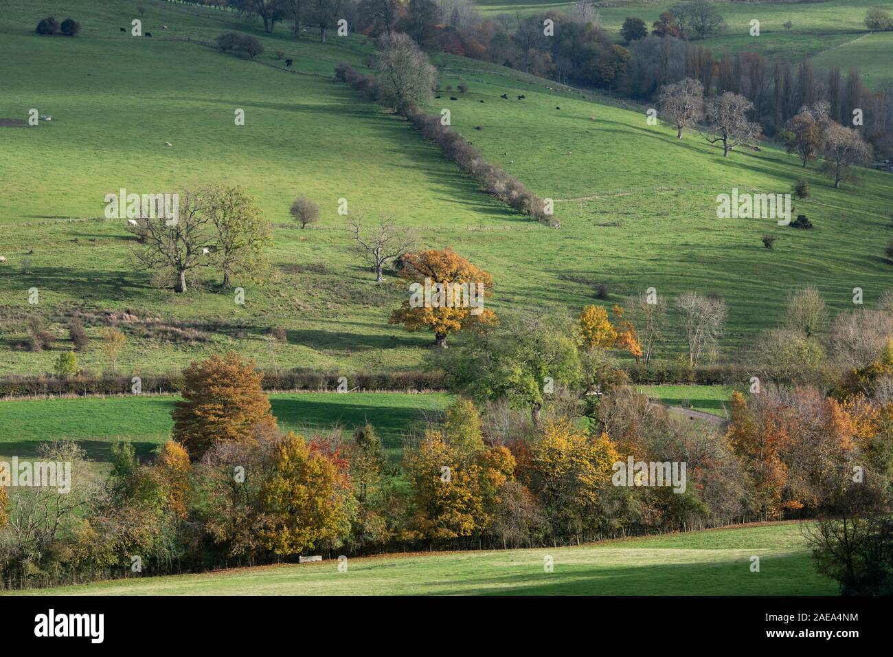 Cotswold oak tree hi-res stock photography and images - Alamy