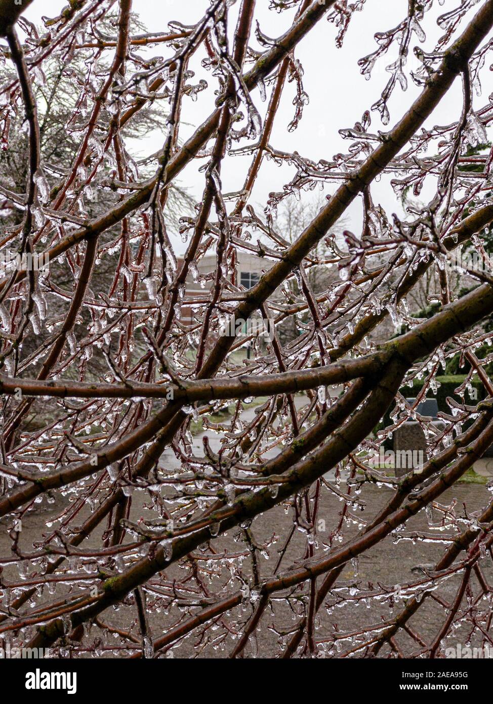 Icicles of freezing rain on tree brenches with office building on ...