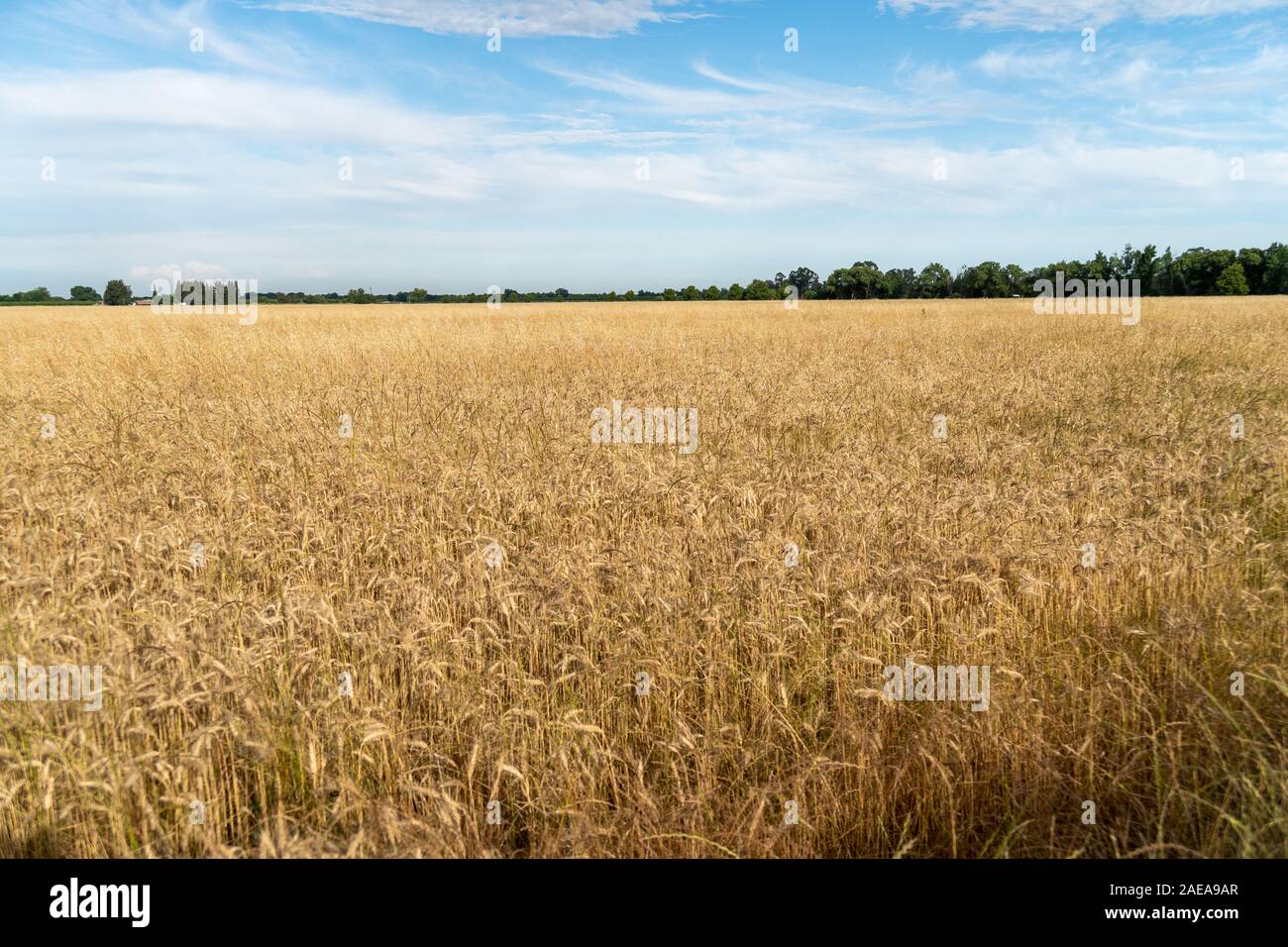 Dry winter wheat field crop with blue sky Stock Photo - Alamy