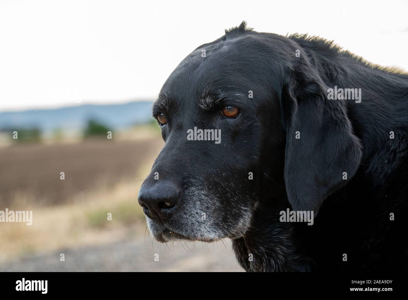 Old senior black labrador retriever dog portrait headshot Stock Photo ...