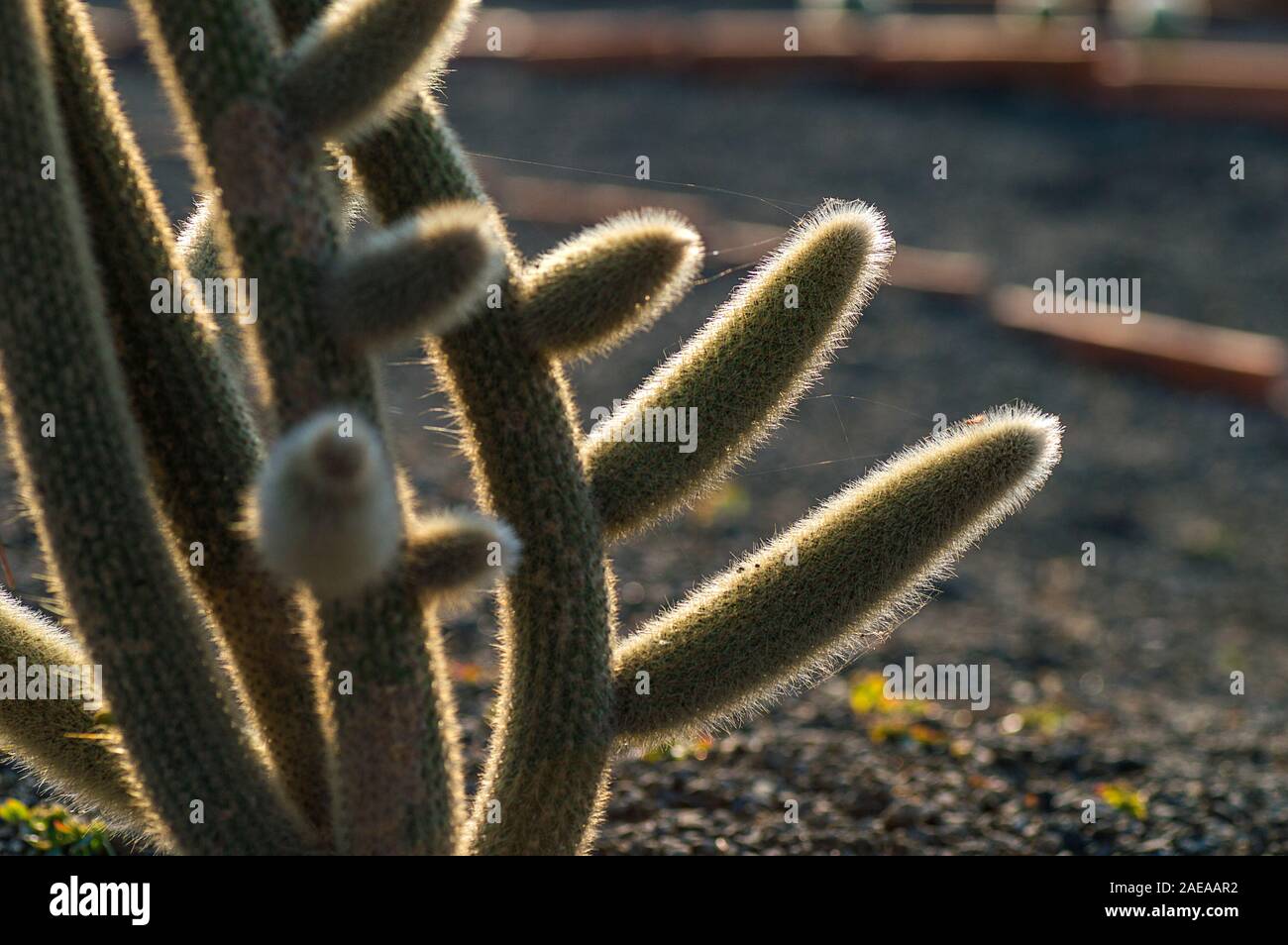 Nivdung hi-res stock photography and images - Alamy