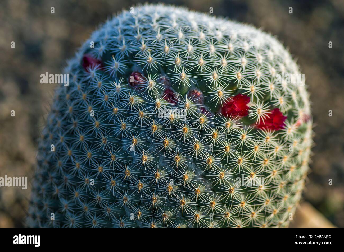 closeup of Cactus plant in park Stock Photo - Alamy