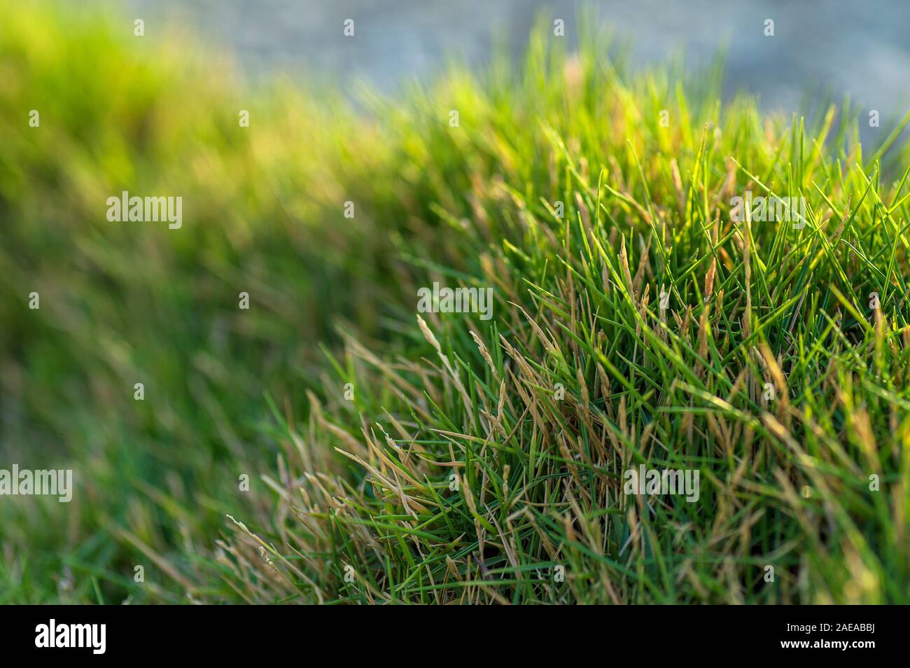 Green grass close-up Stock Photo - Alamy