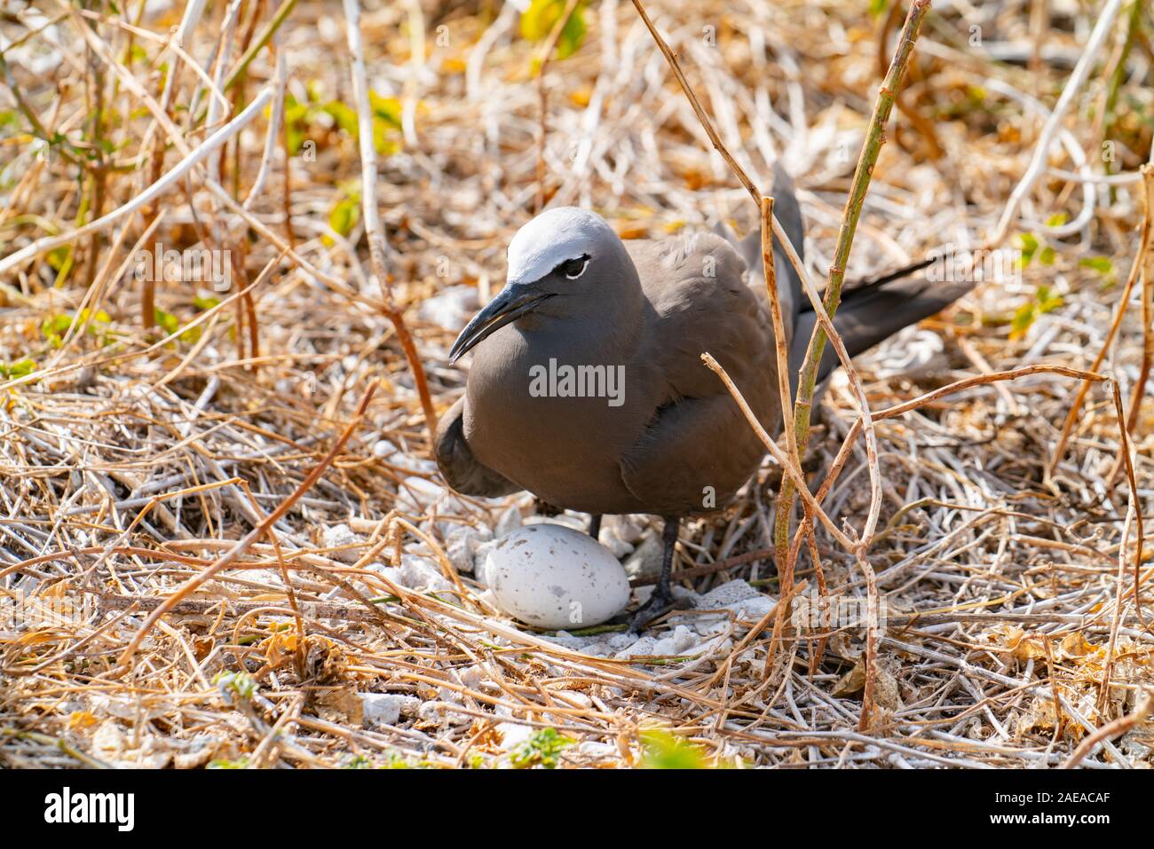 Common noddy with one large egg in ground nest Stock Photo - Alamy