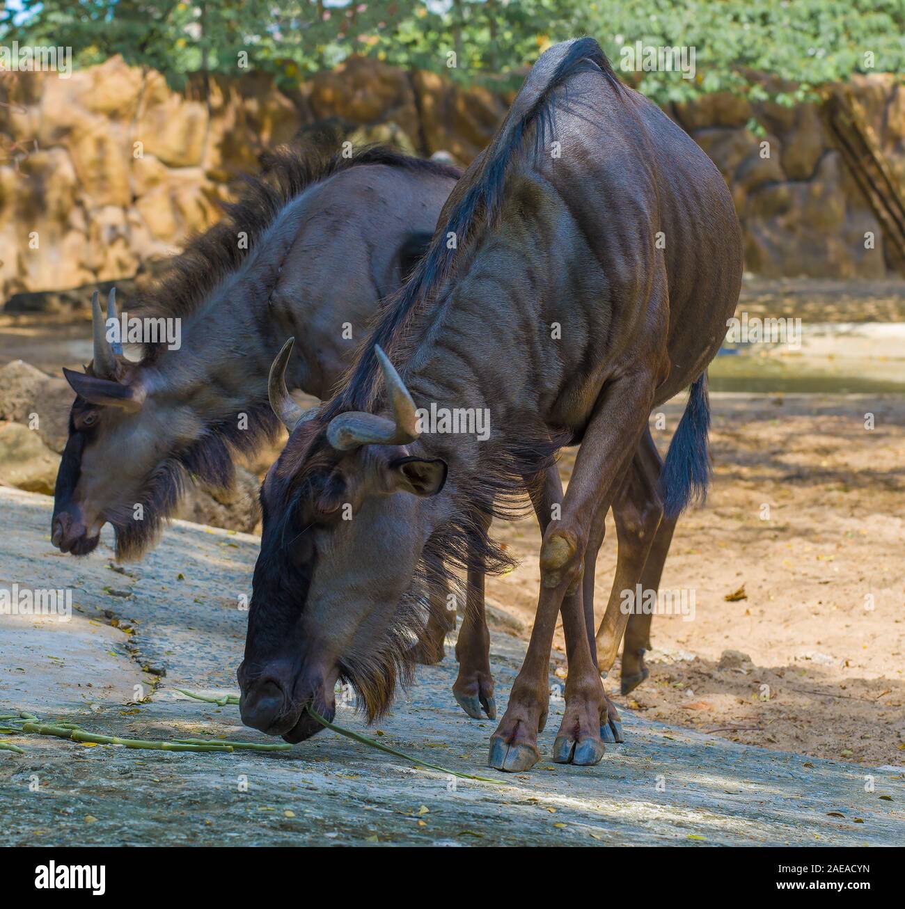 Handsome wildebeest hi-res stock photography and images - Alamy