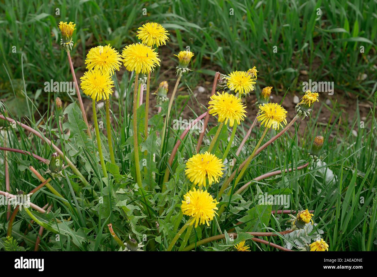 Loewenzahn hi-res stock photography and images - Alamy