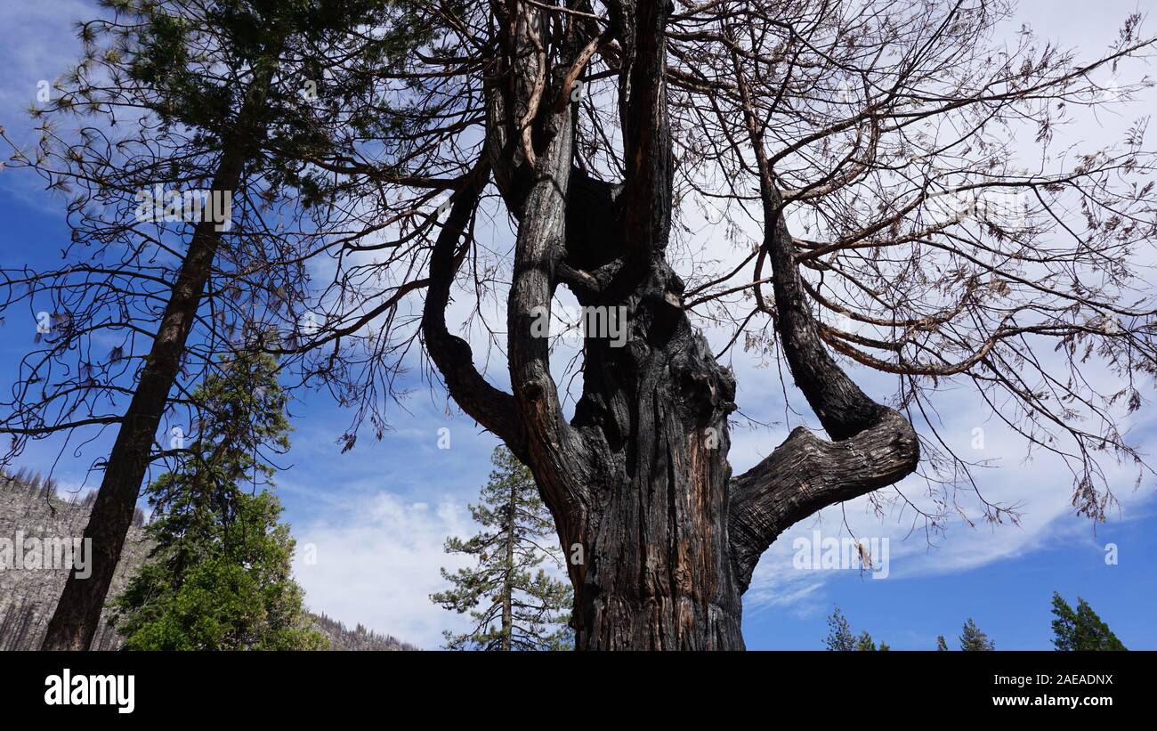 Black trees from forest fire hi-res stock photography and images - Alamy