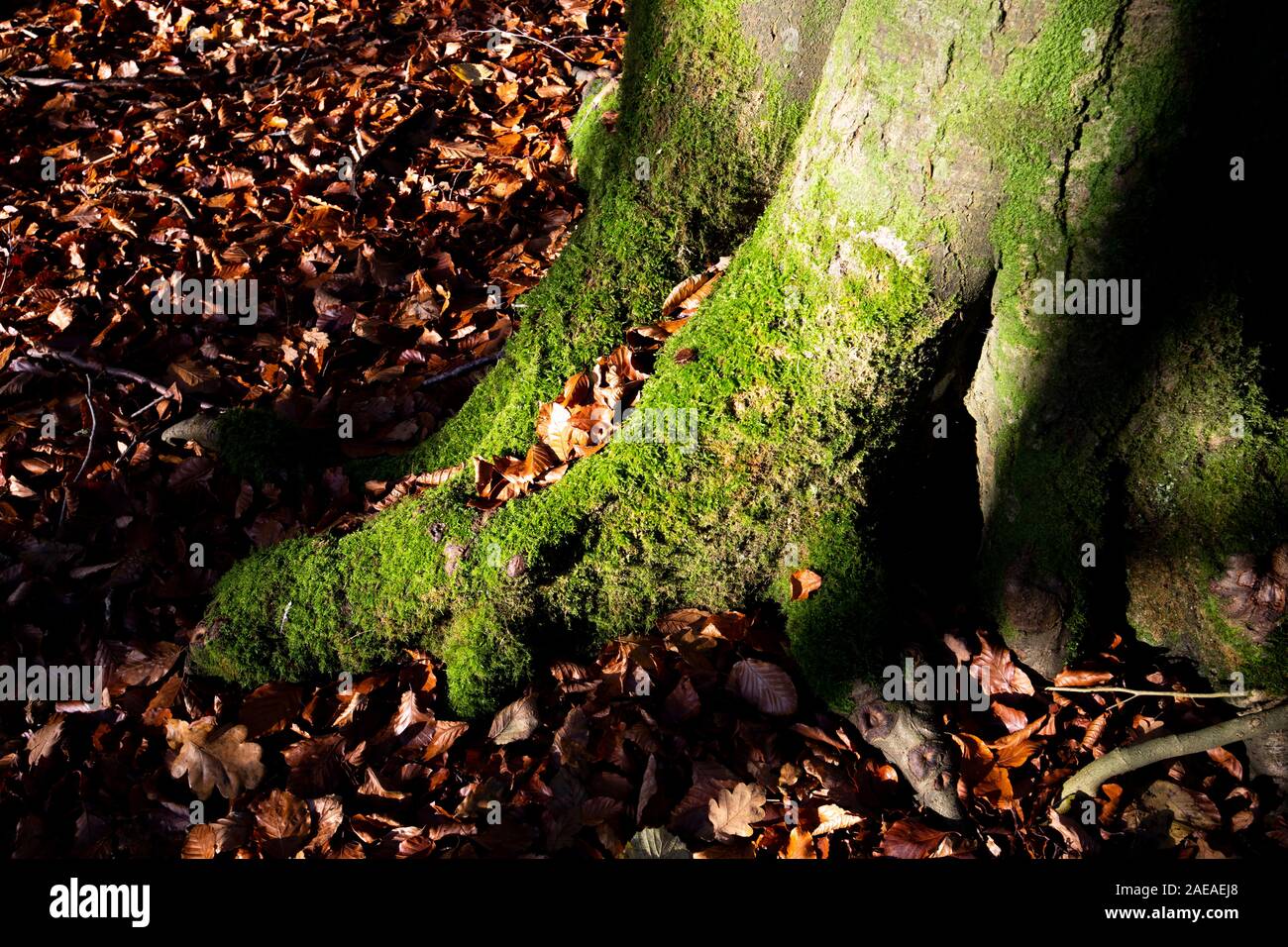 Patches of tree moss growing on woodland tree with shallow depth of ...