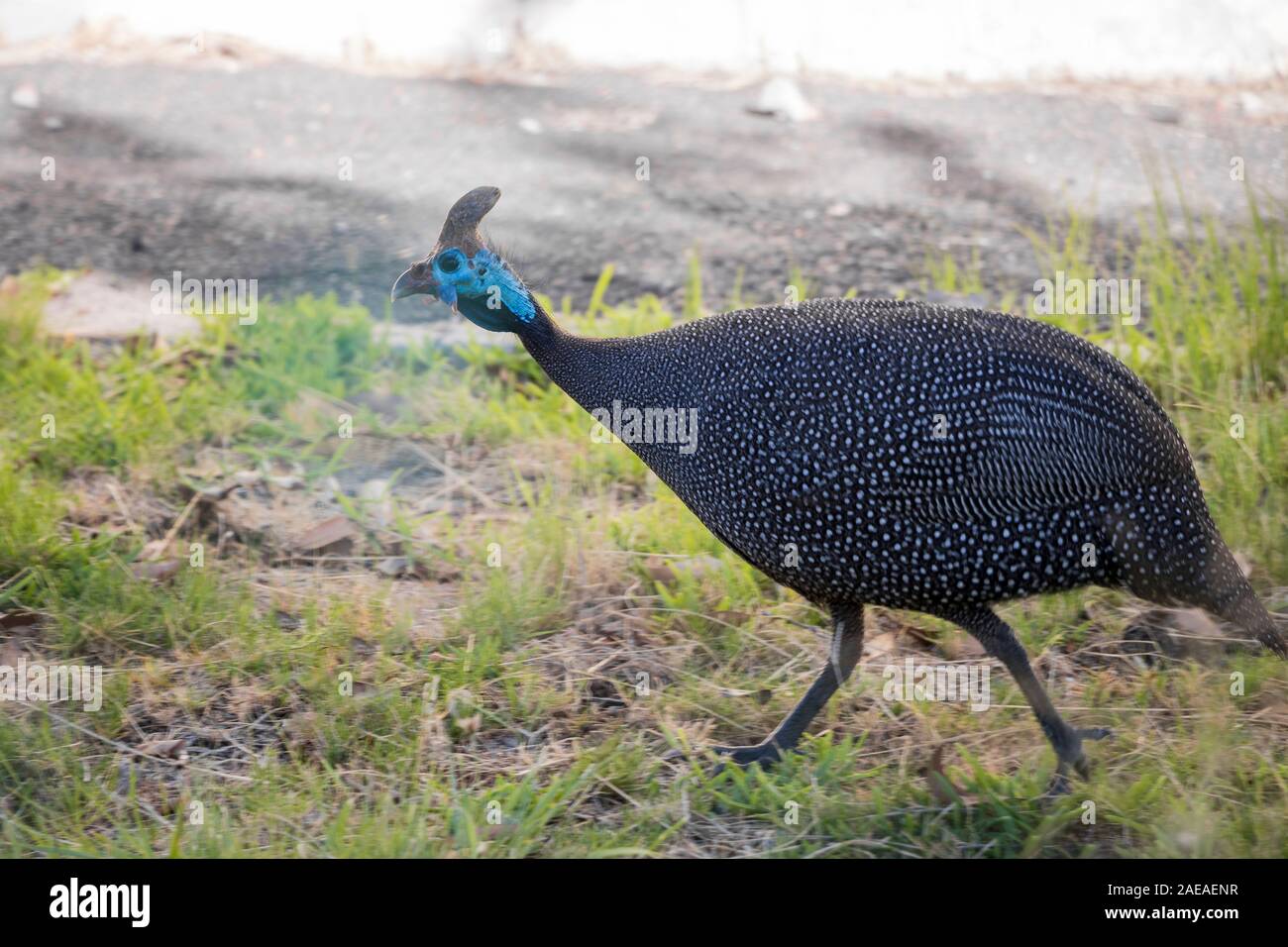 Helm Guinea Fowl, helmeted guineafowl, numida meleagris, wild animals ...