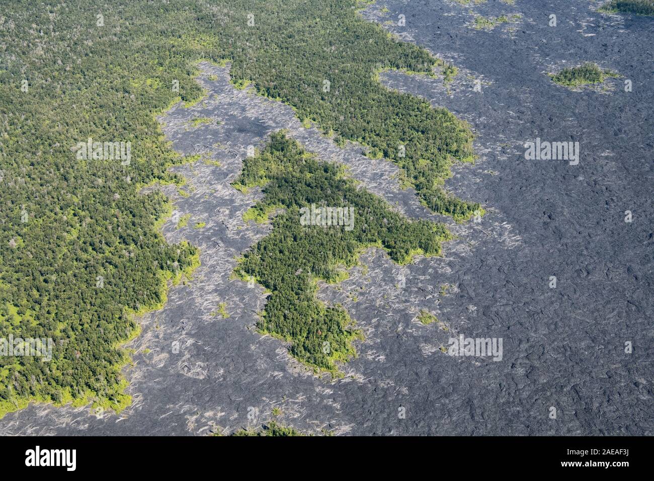 patches of trees surrounded by cooled lava flow Big Island, Hawaii, USA ...