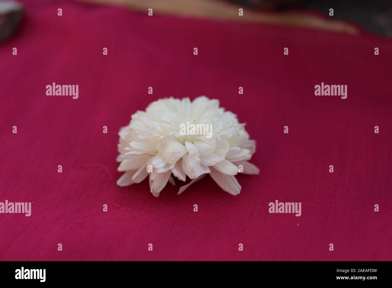 white coloured chamanthi flowers with pink background in india Stock ...
