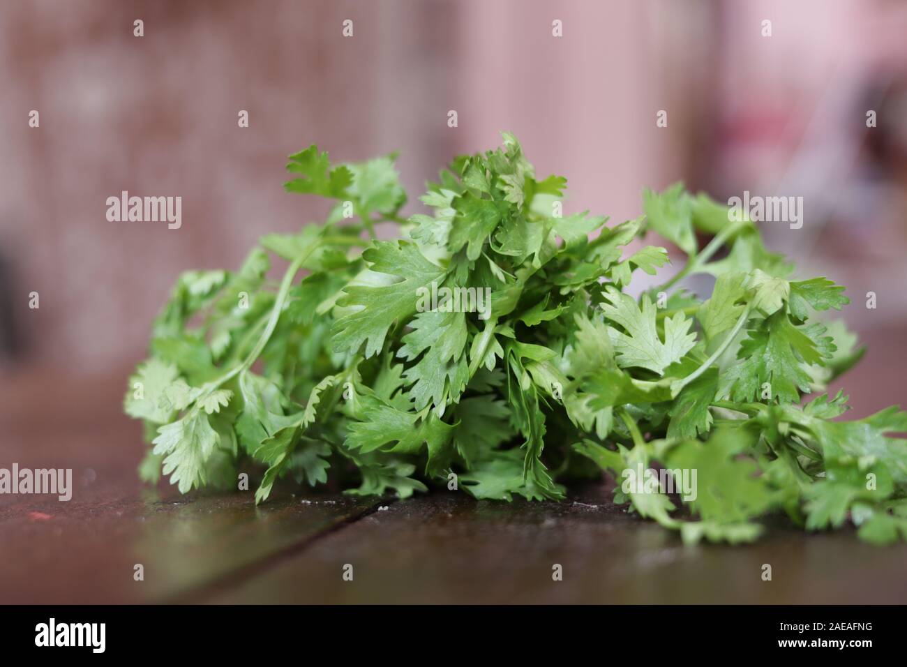Bunch of fresh coriander leaves over white background Stock Photo - Alamy