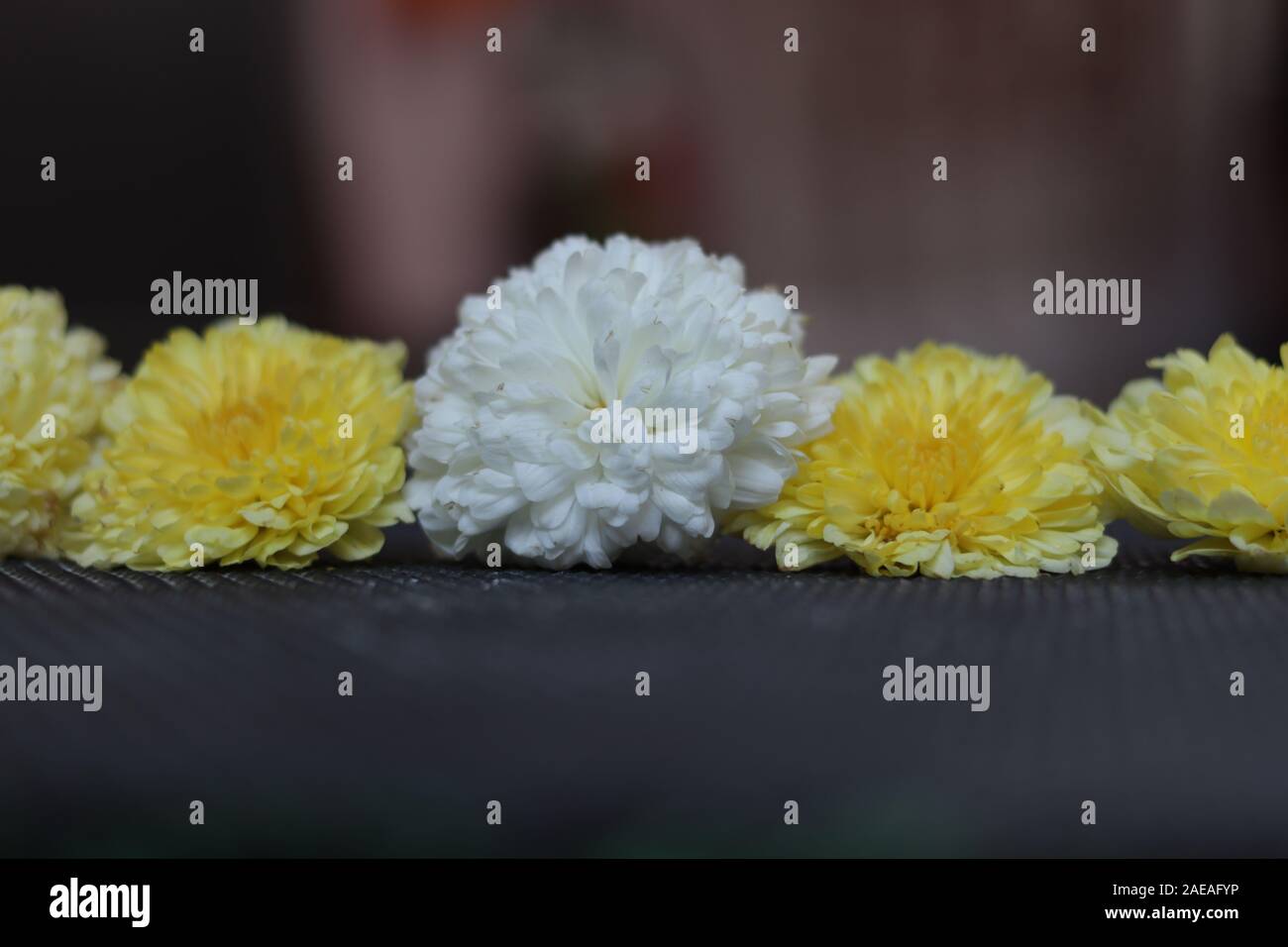 Chamanthi flower hi-res stock photography and images - Alamy