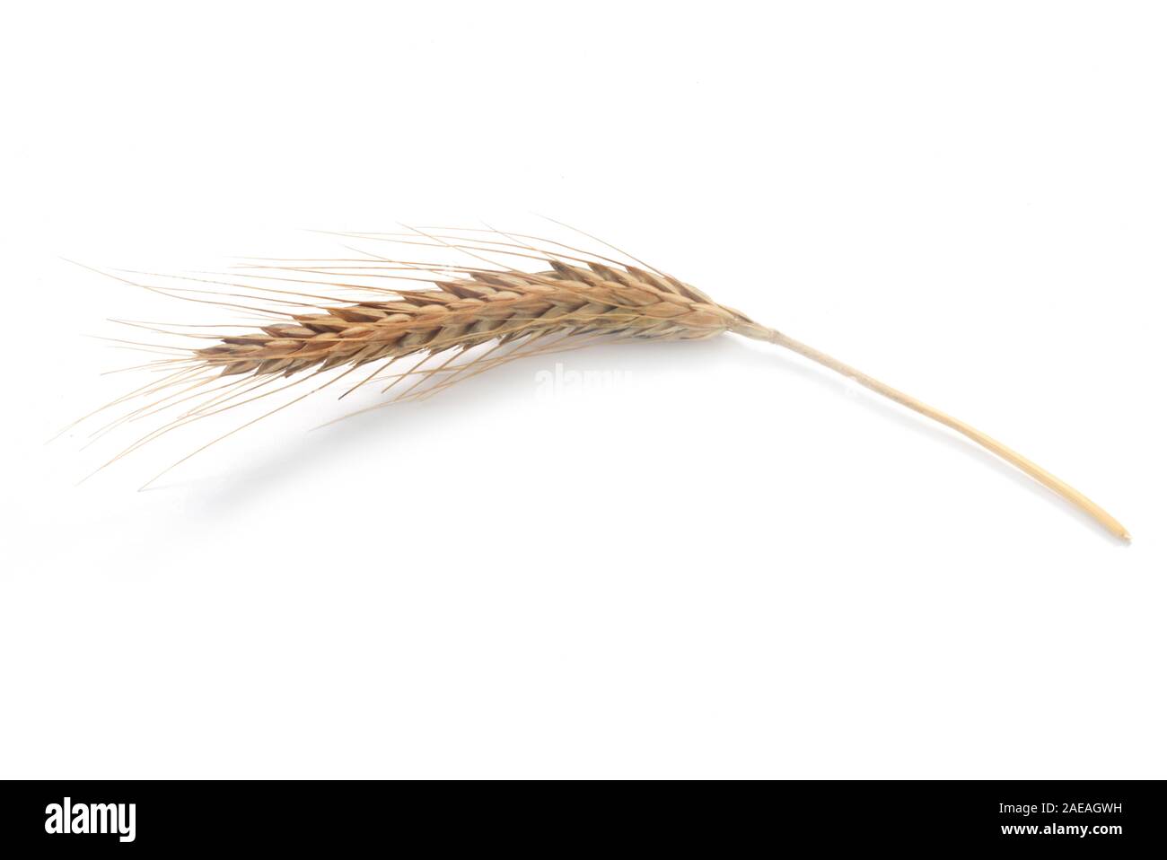 Single Ear Of Rye Isolated On White Stock Photo - Alamy