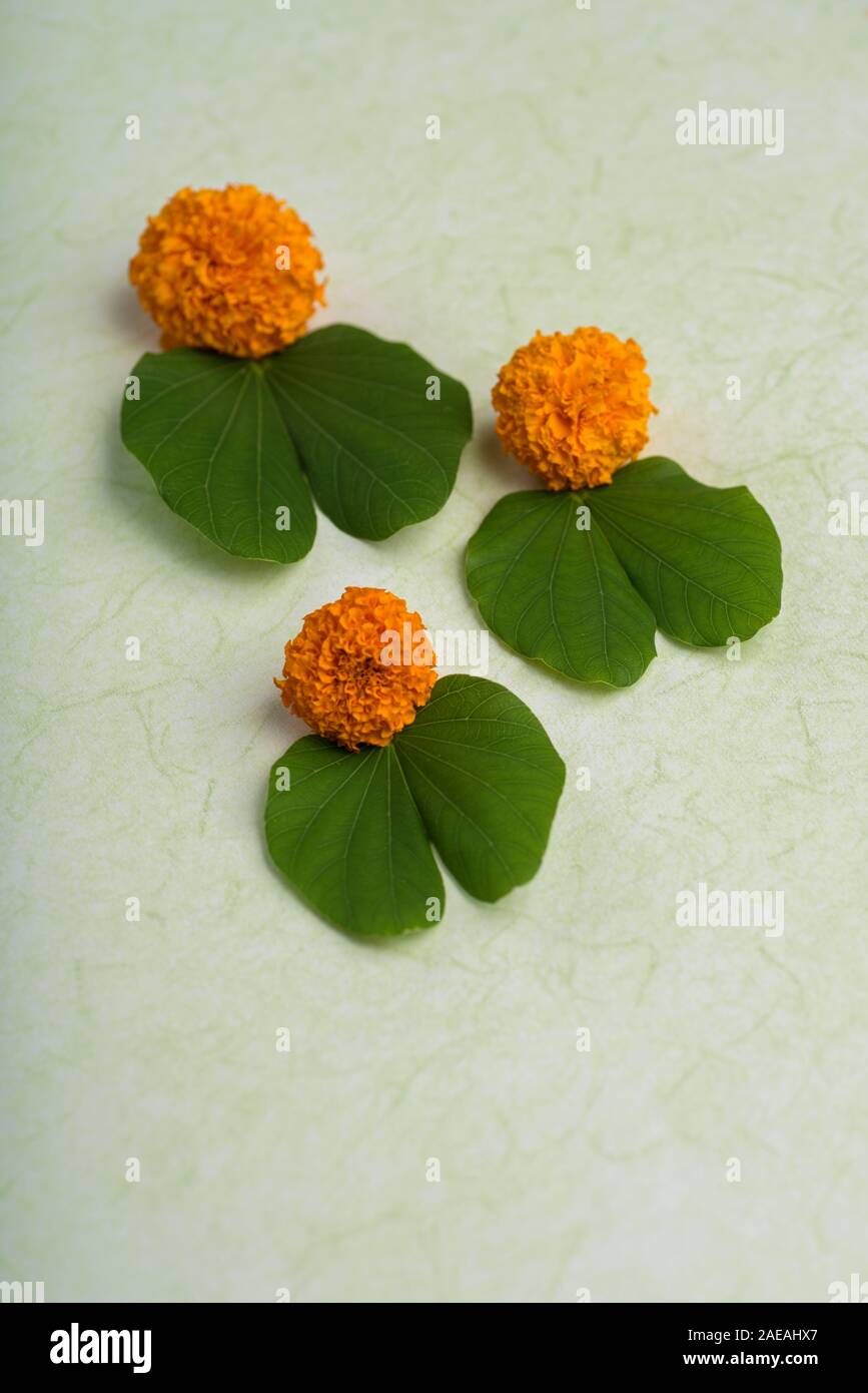 Indian Festival Dussehra, showing golden leaf (Bauhinia racemosa) and ...