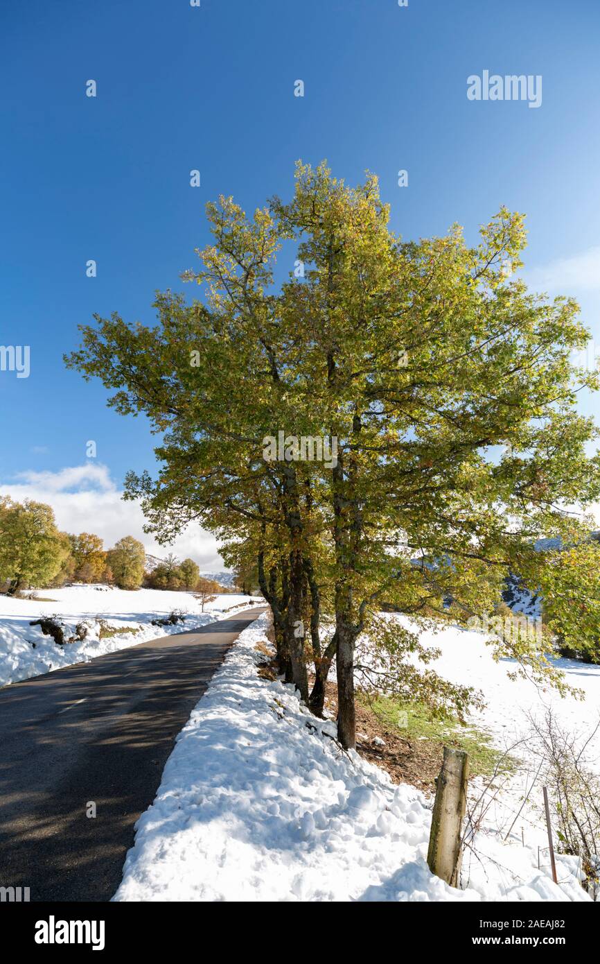 Snowy landscapes in the Leonese mountain after an atypical autumn fall ...