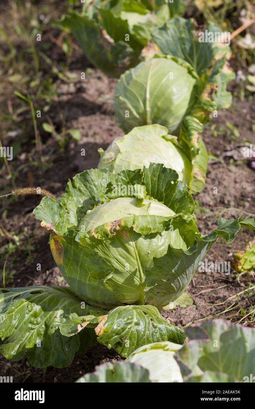 Cabbage growing in the garden. Big fresh cabbage on soil. organic ...