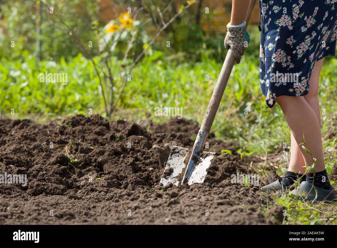 Digging potatoes with shovel on the field from soil. Havest in autumn ...