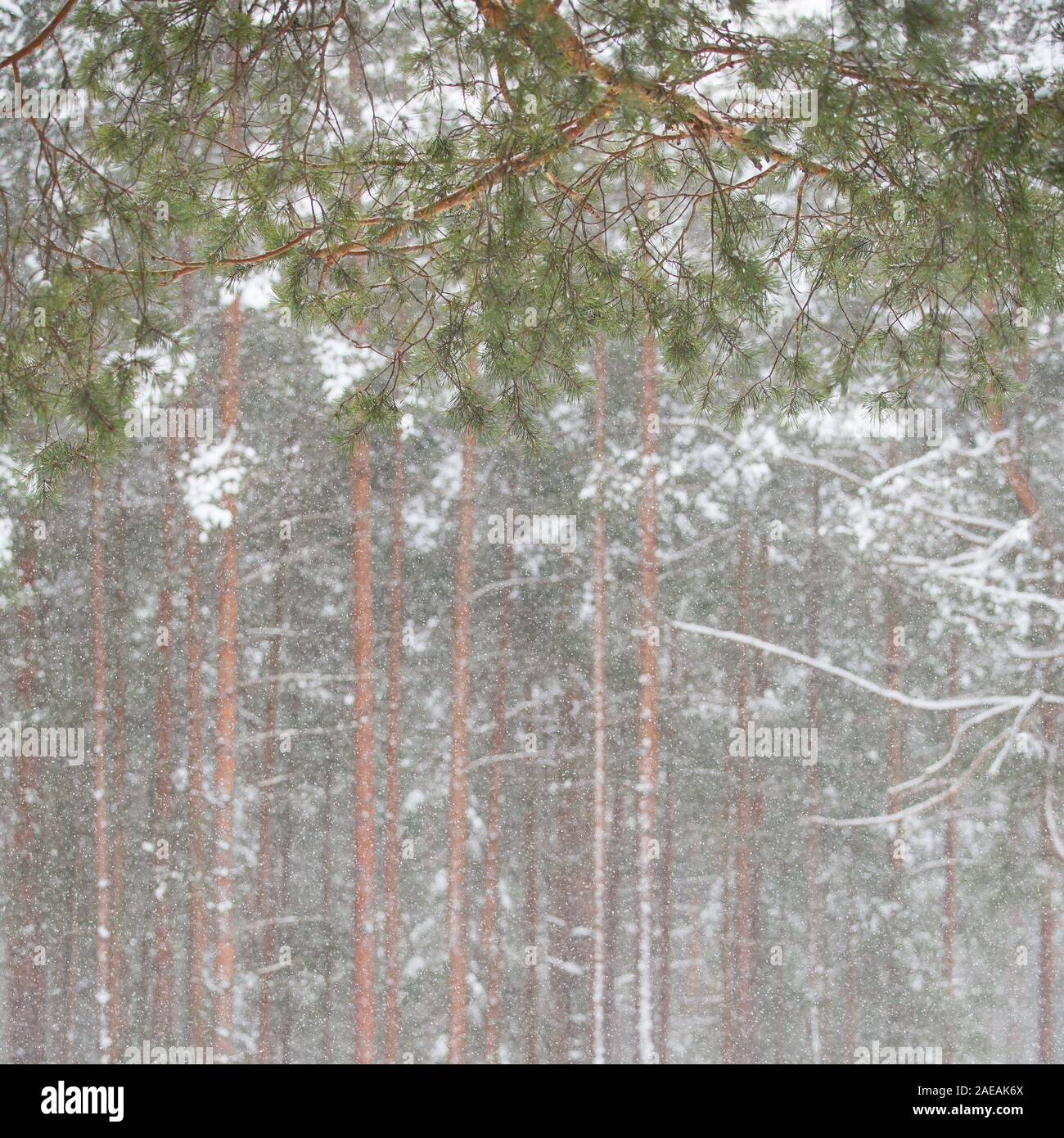 White frost wood hi-res stock photography and images - Alamy