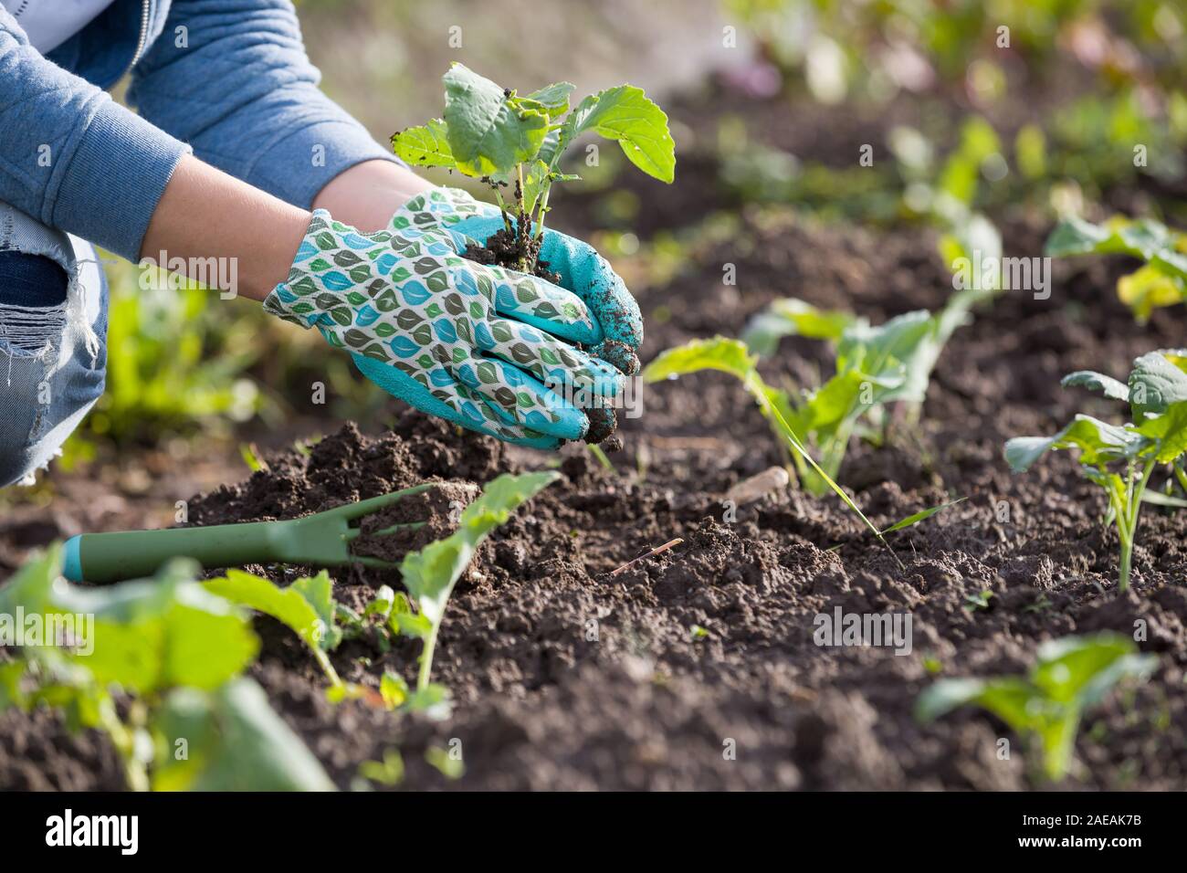 Small garden hand tools hi-res stock photography and images - Alamy