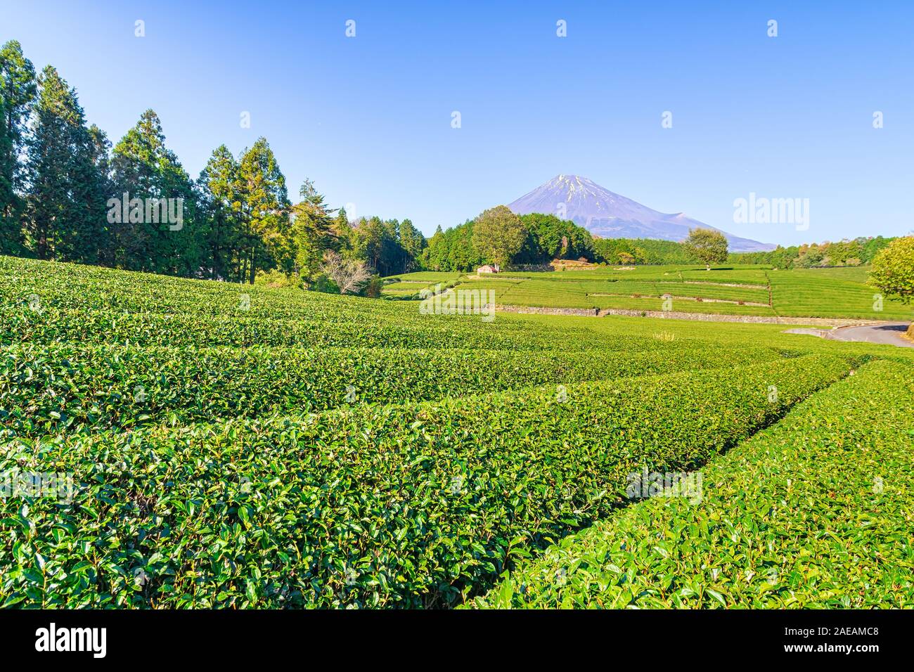 Fujiyama tea hi-res stock photography and images - Alamy