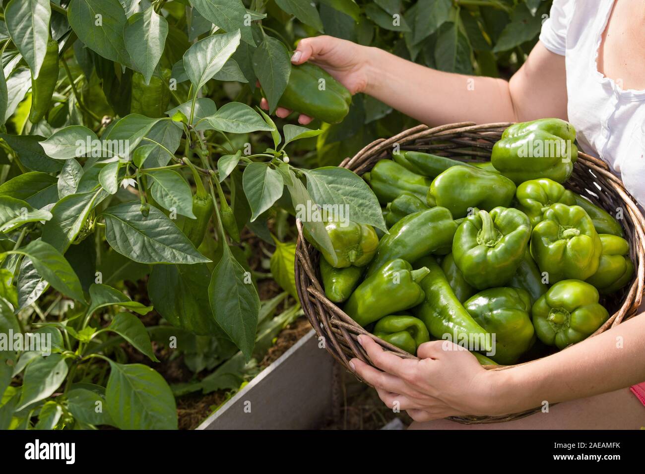 Woman in pepper greenhouse hi-res stock photography and images - Alamy