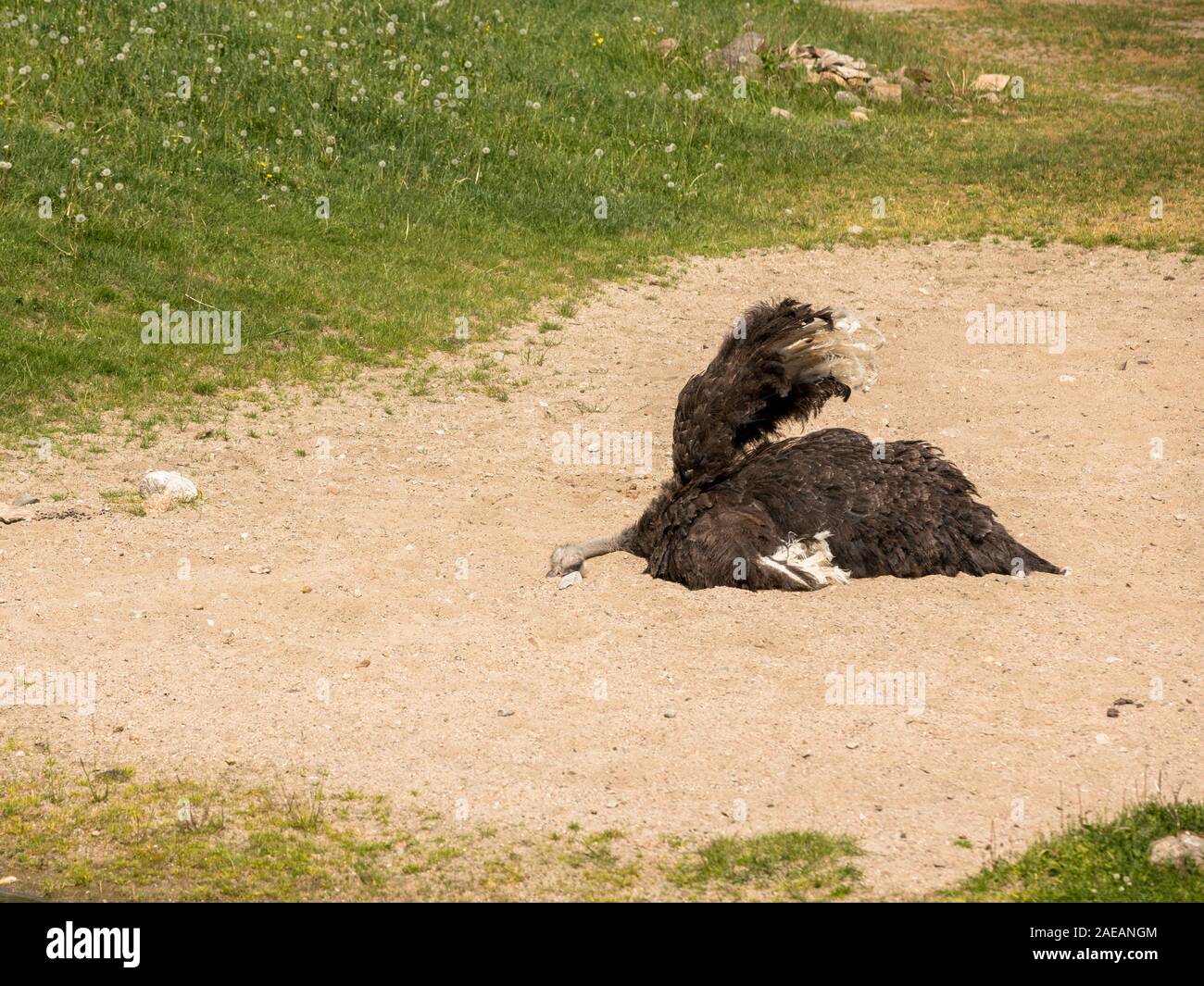 Ostrich wildlife africa bathing hi-res stock photography and images - Alamy