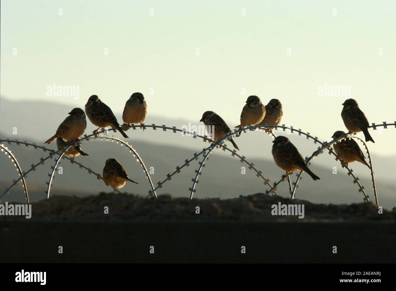 Birds sitting on barbed wire hi-res stock photography and images - Alamy