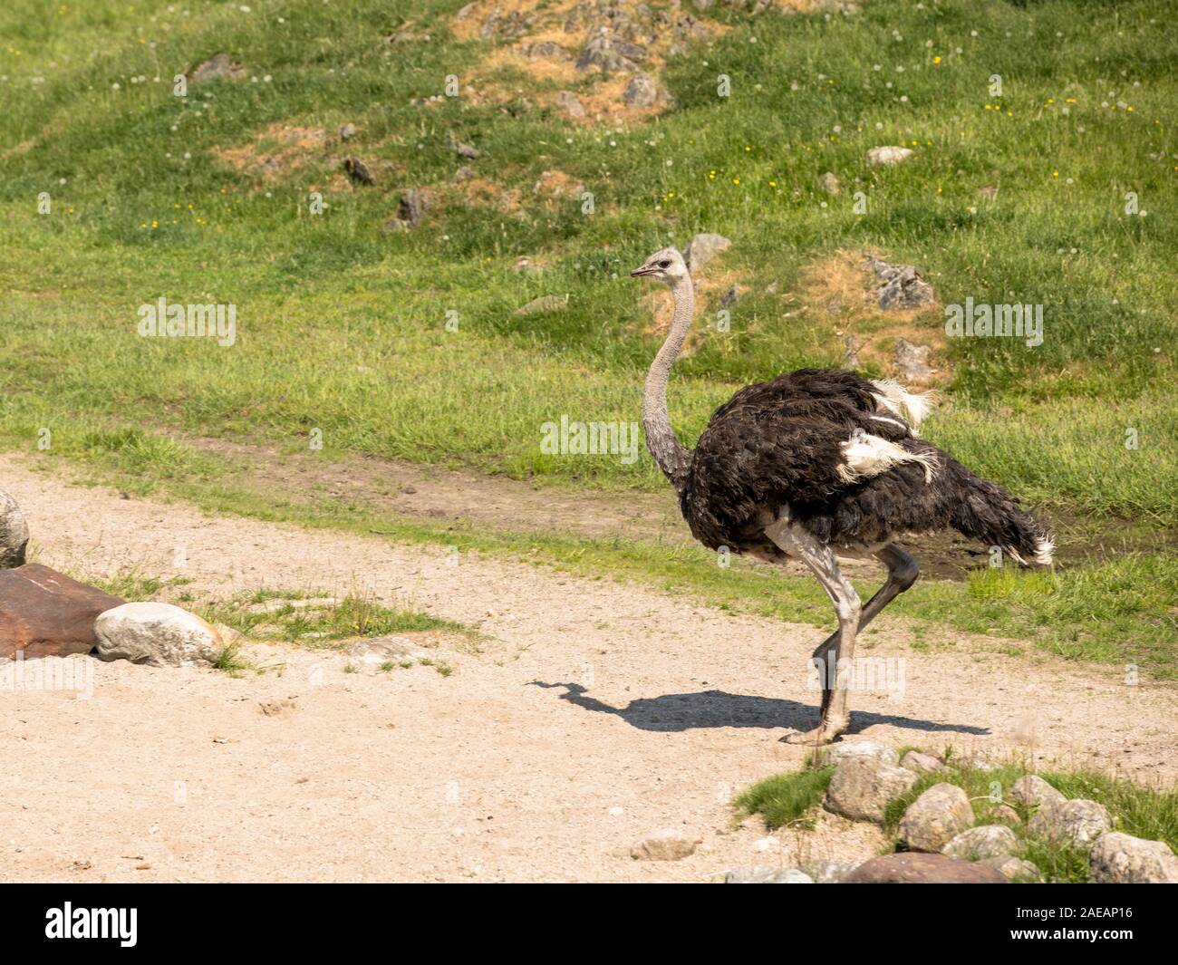 Common Ostrich, Struthio camelus, big bird walking outdoors Stock Photo ...