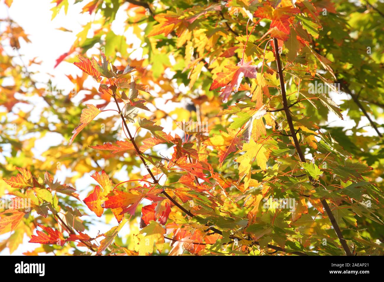 Maple (Acer), colorful autumn leaves at a tree, Germany Stock Photo - Alamy