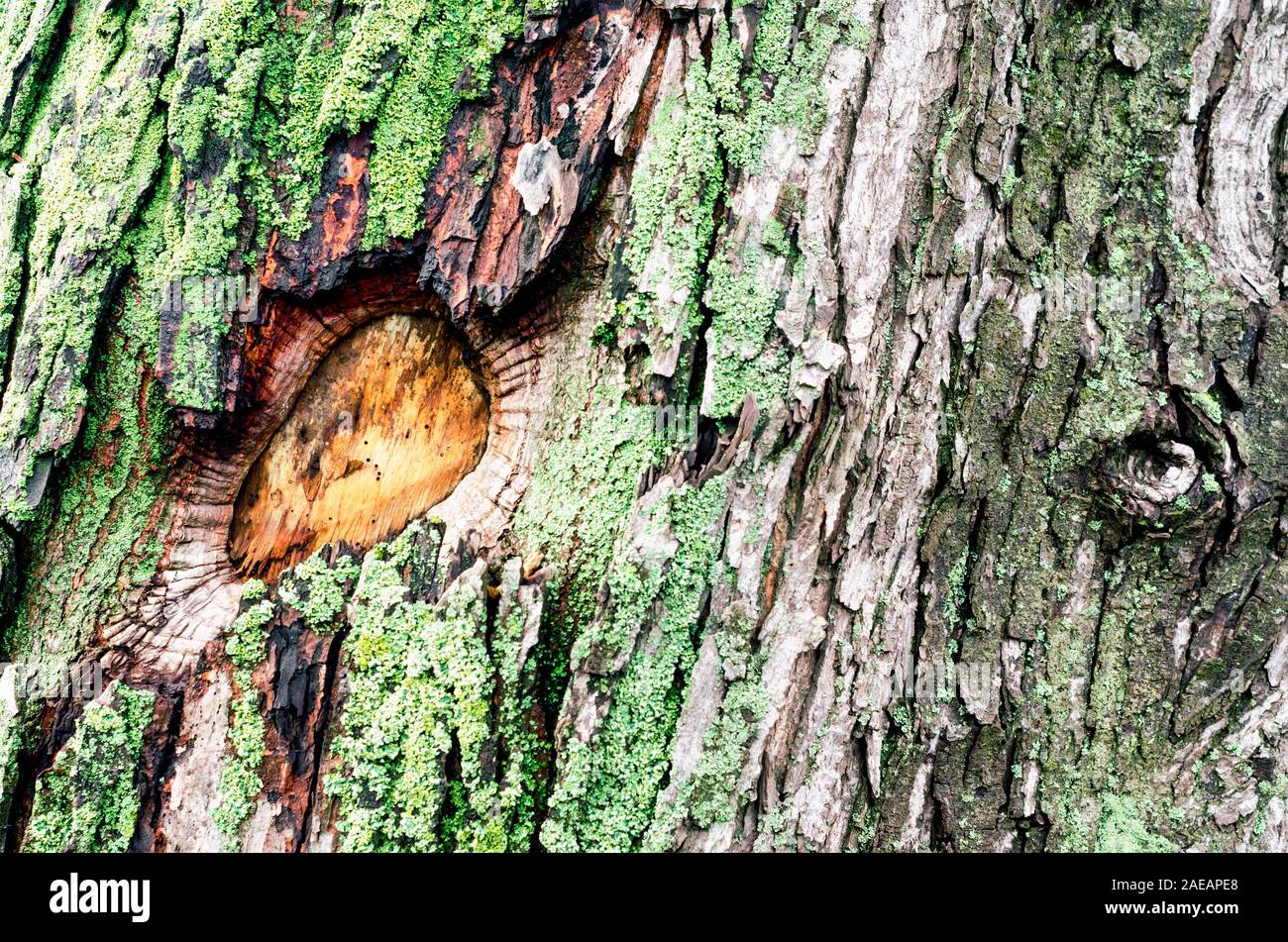 wooden background maple tree trunk with green moss close up Stock Photo ...
